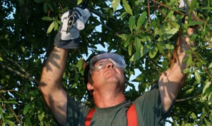 Tree Surgery/Stump Grinding Sydney: Tree Felling/Pollarding/Pruning ...